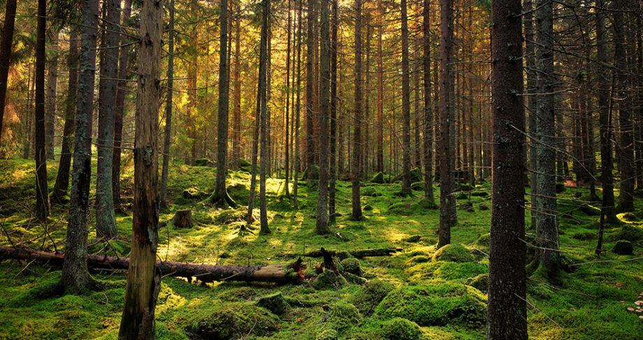 What is chypre and what does it smell like? | Perfumedom