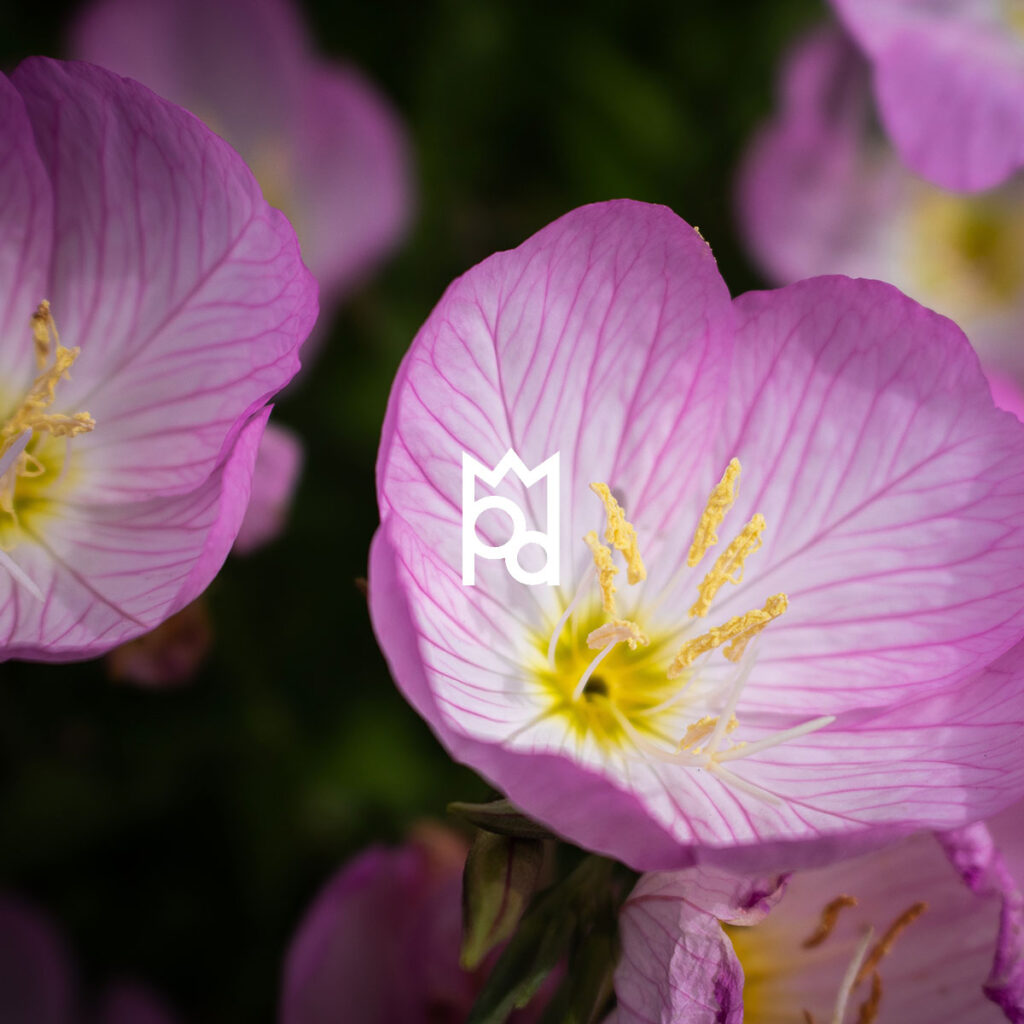 Pink Evening Primrose Fragrance Oil - Best European supplier