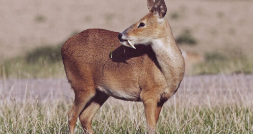 What is Musk Scent? A nosedive on this mysterious compound