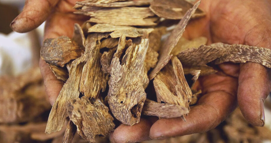 What is chypre and what does it smell like? | Perfumedom