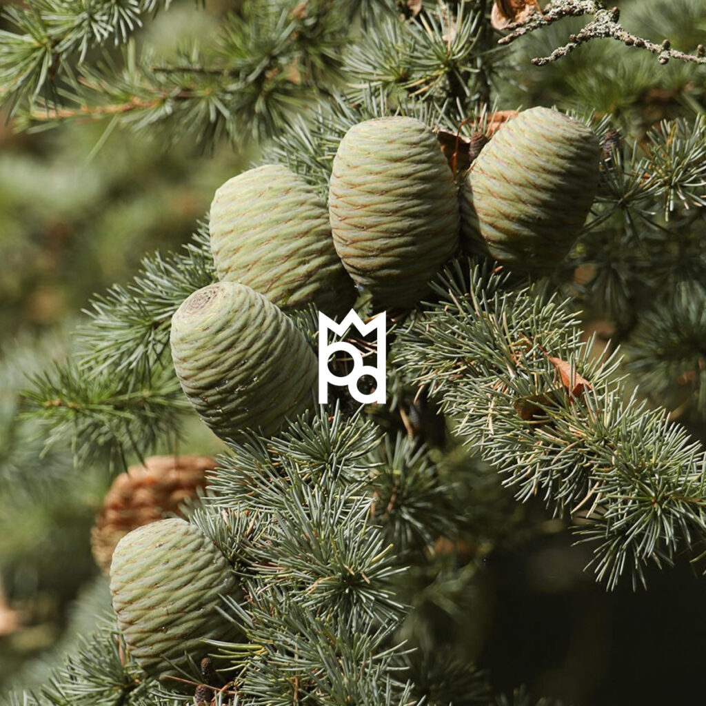 Texas Cedarwood Essential Oil - All natural extract