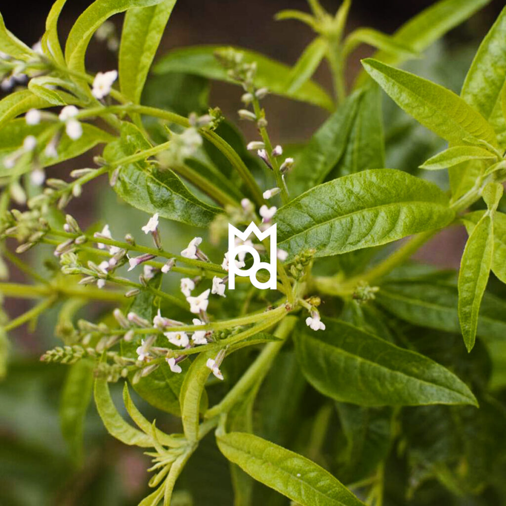 Lemon Verbena Fragrance Oil - A sweet and fresh scent