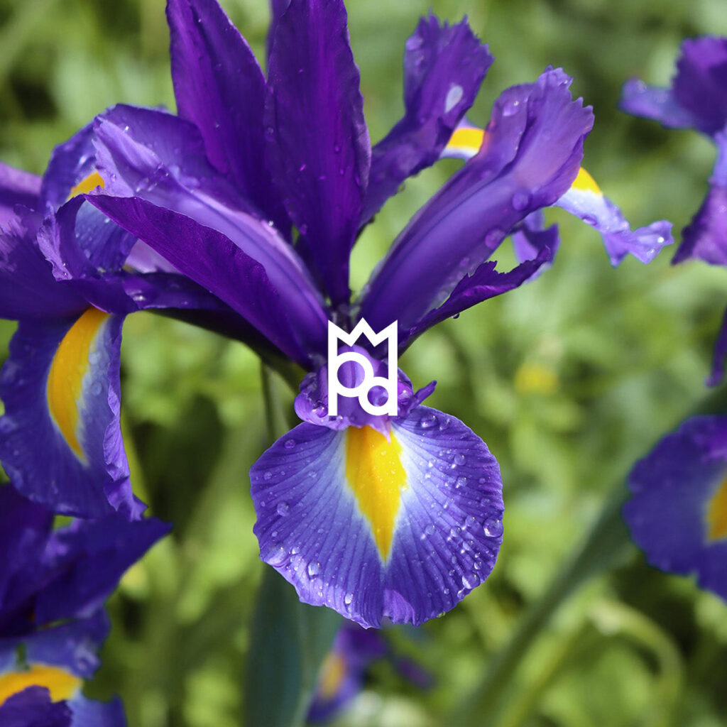 Purple Iris Fragrance Oil - A playful powdery sensation!